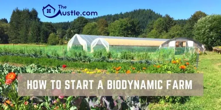 How to Start a Biodynamic Farm- Complete Guide for You