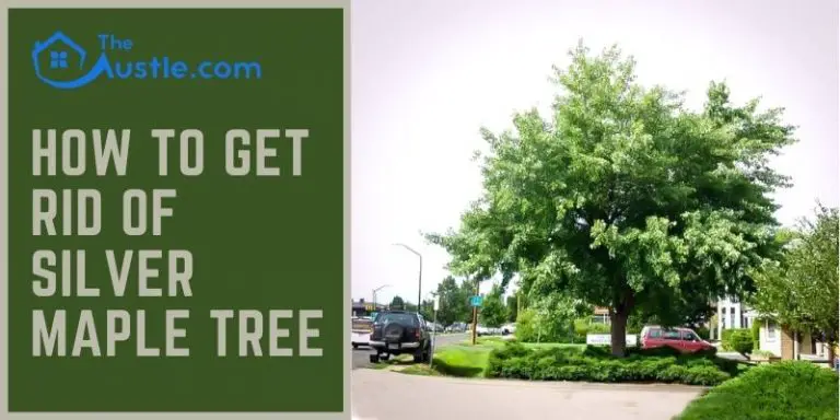 How to Get Rid of Silver Maple Tree- 2 Best Ways